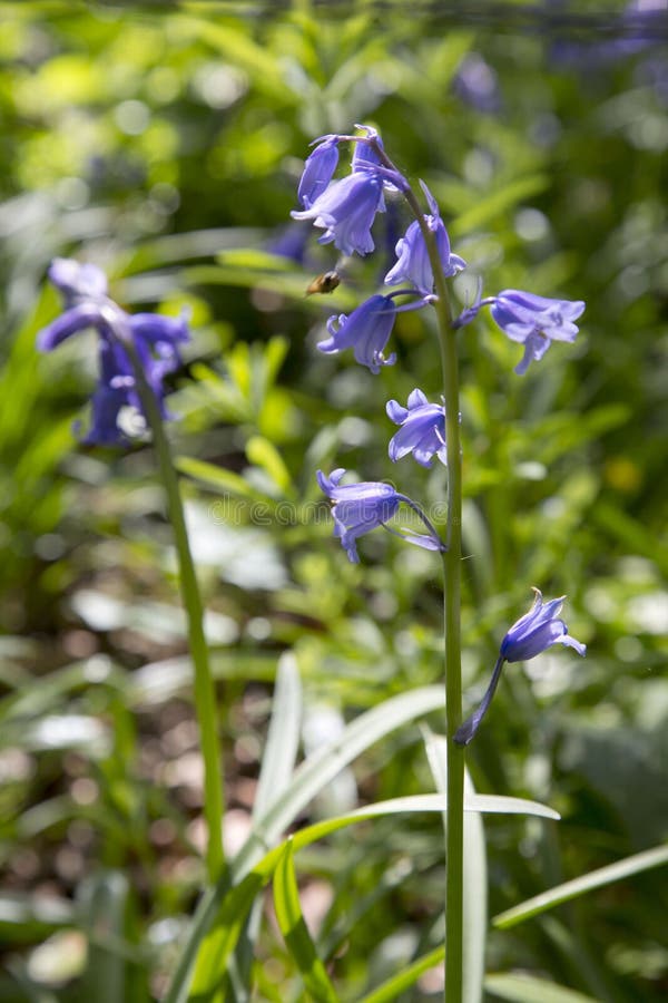A Close Up of Bluebell Flowers in Springtime Stock Image - Image of ...