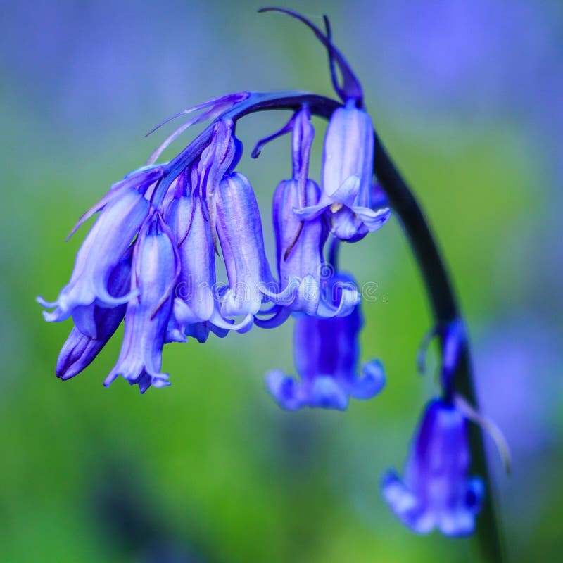 Close up of a bluebell stock photo. Image of light, beautiful - 50753850