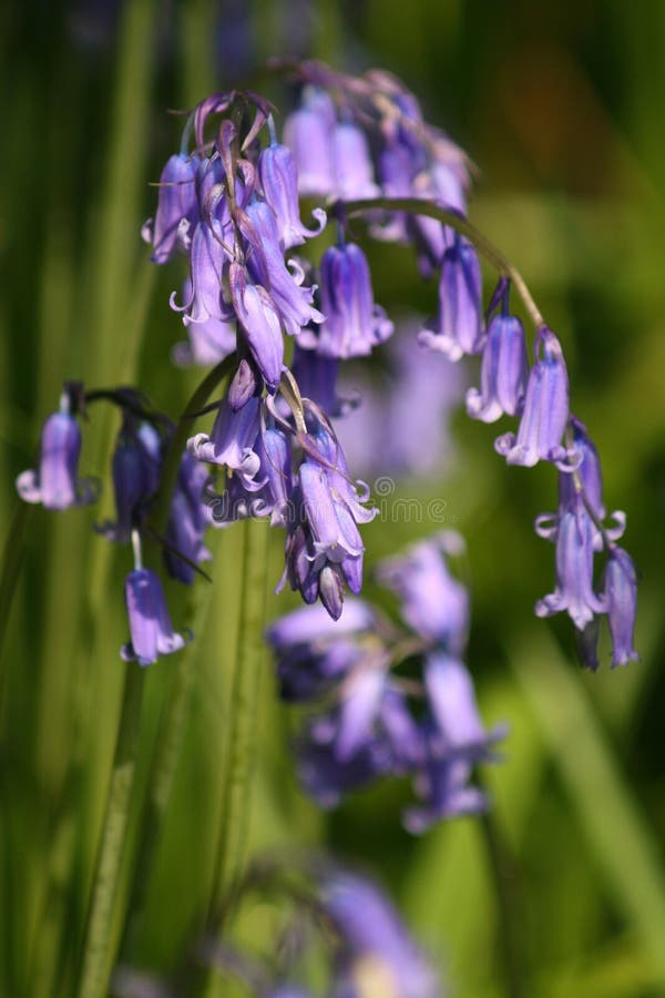 Close up bluebells stock photo. Image of green, purple - 50303914