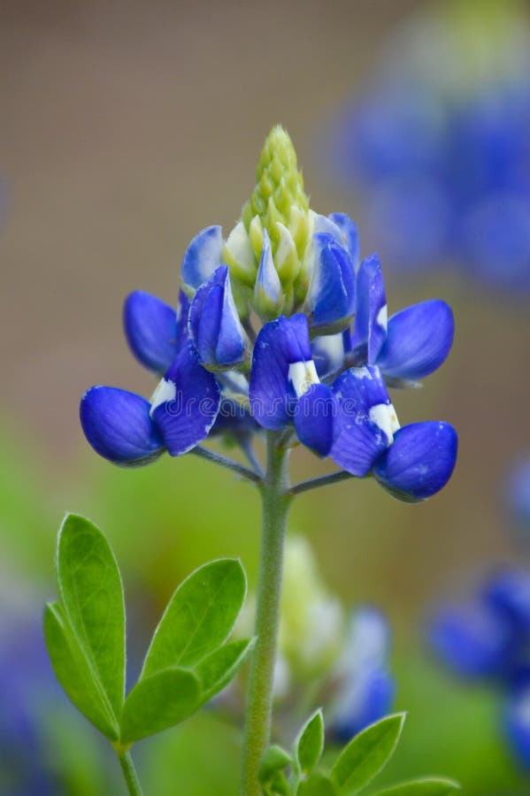 Bluebonnet stock image. Image of meadow, plant, macro - 177028643