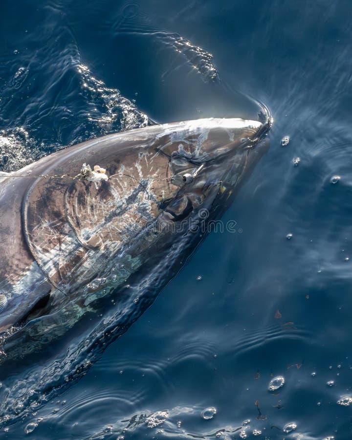 Close-up of a Bluefin Tuna Being Caught in the Ocean Stock Image ...