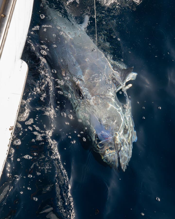 Close-up of a Bluefin Tuna Being Caught in the Ocean Stock Photo ...