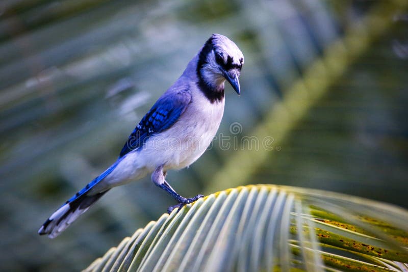 Close up of a bluejay stock image. Image of standing - 250819841