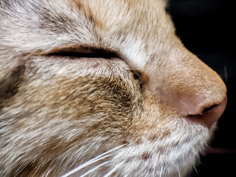 Close Up Blur Sleeping Cat Face Stock Image - Image of head, close ...