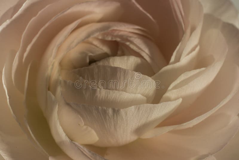 Close Up of Blush Pink Ranunculus Flower Stock Photo - Image of petal ...