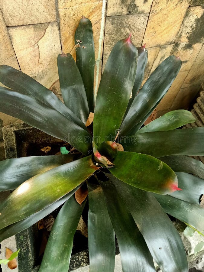 Blushing Bromeliad stock photo. Image of plant, blushing - 12329942