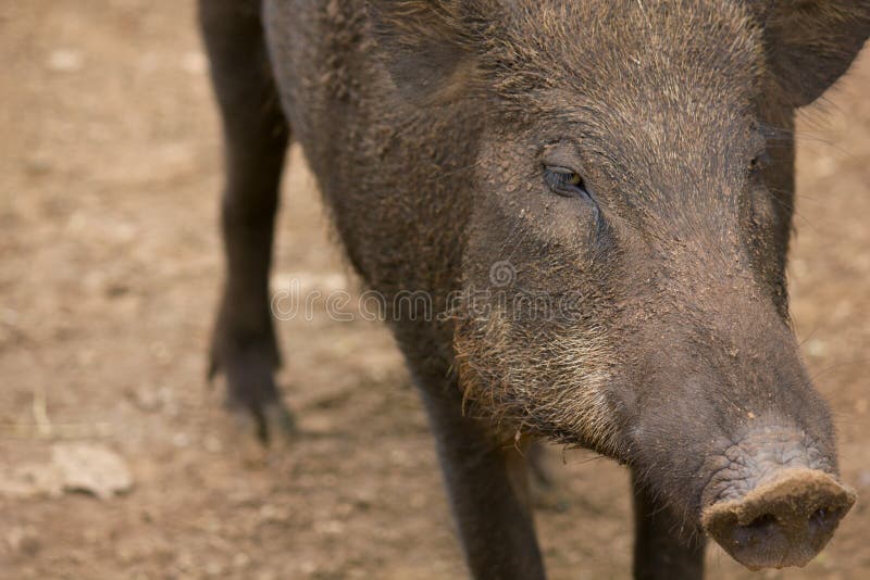 Close up of a boar stock photo. Image of hairy, wild - 25872548