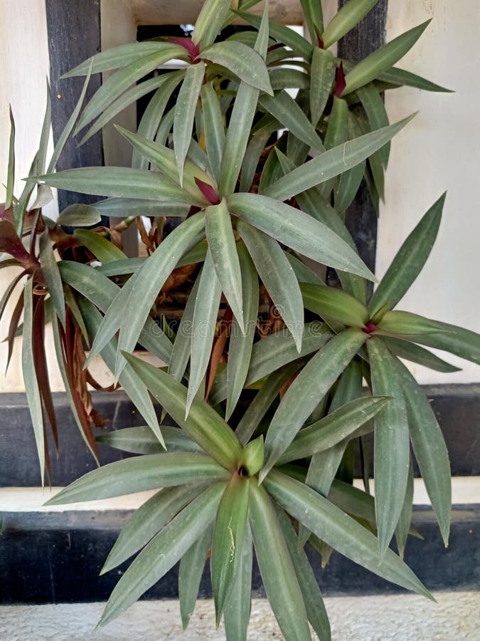 Close Up of Boat Lily Plant Stock Image - Image of foliage, tropical ...
