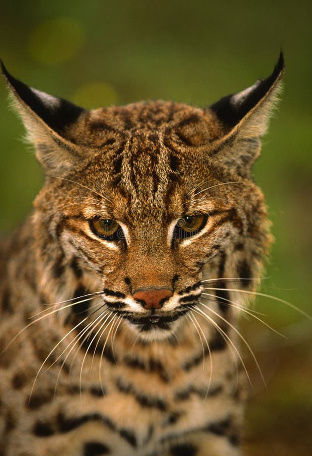 Close Up of a Bobcat Snarling Stock Image - Image of wildlife, close ...
