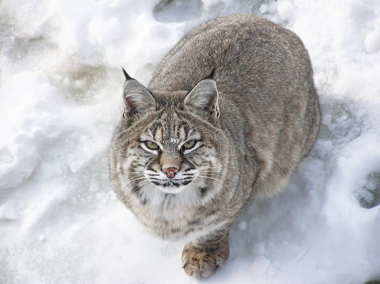 230 Bobcat Pattern Stock Photos - Free & Royalty-Free Stock Photos from ...