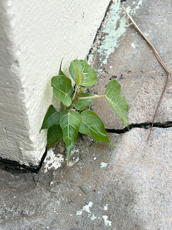 Bodhi tree on the ground stock image. Image of plant - 263778029