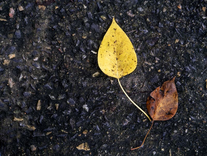 Close Up Bodhi Tree Leaves Fall on the Ground Stock Photo - Image of ...