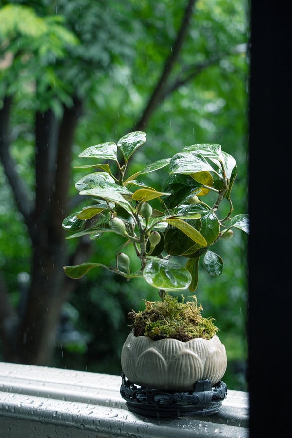 Small Bodhi Tree Potted Plant Stock Photos - Free & Royalty-Free Stock ...