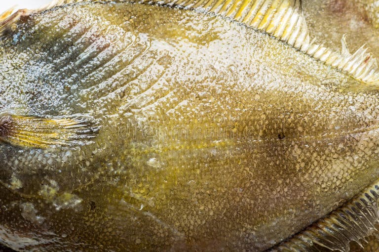 Close Up of the Body of Fresh Flatfish Stock Image - Image of flounder ...