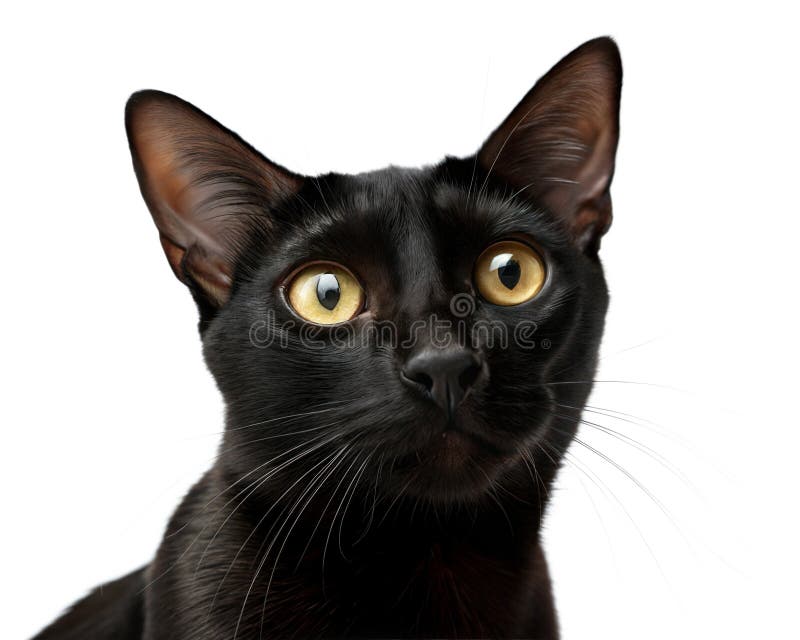 Close-Up of Bombay Cat with Yellow Eyes Isolated on White Background ...