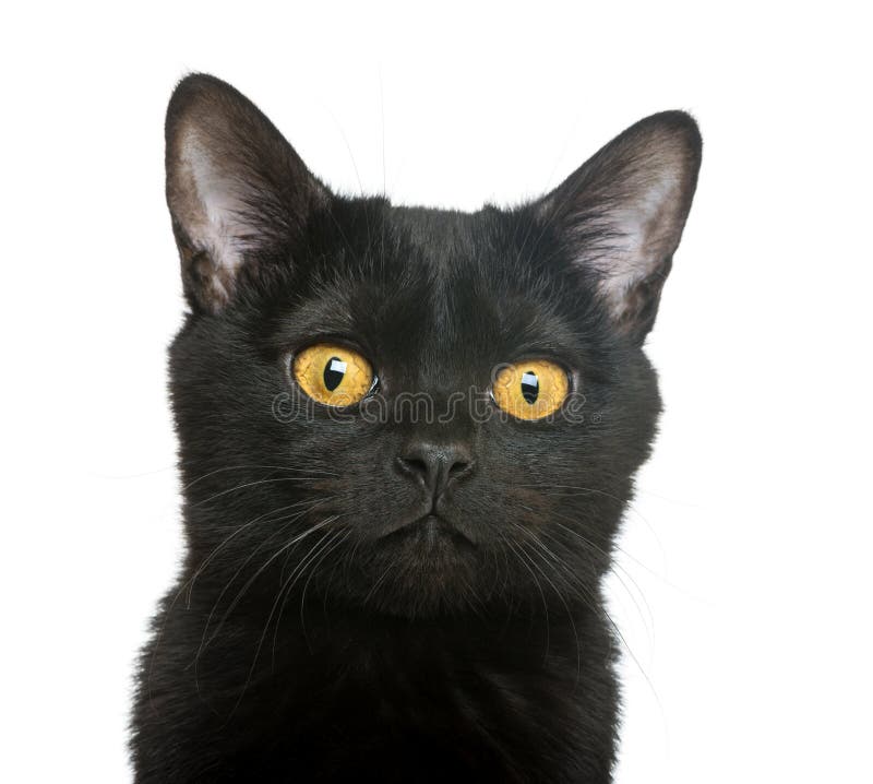 Close-up of a Bombay Kitten Stock Image - Image of closeup, purebred ...