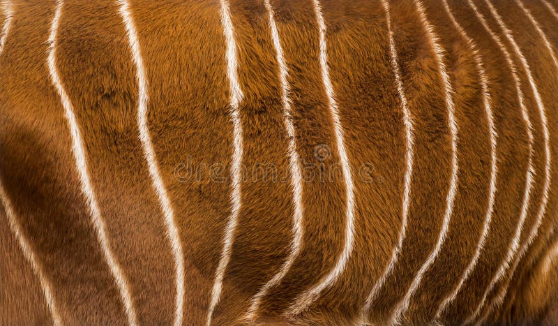 Bongo Hide stock image. Image of bongo, pattern, hair, animal - 173855