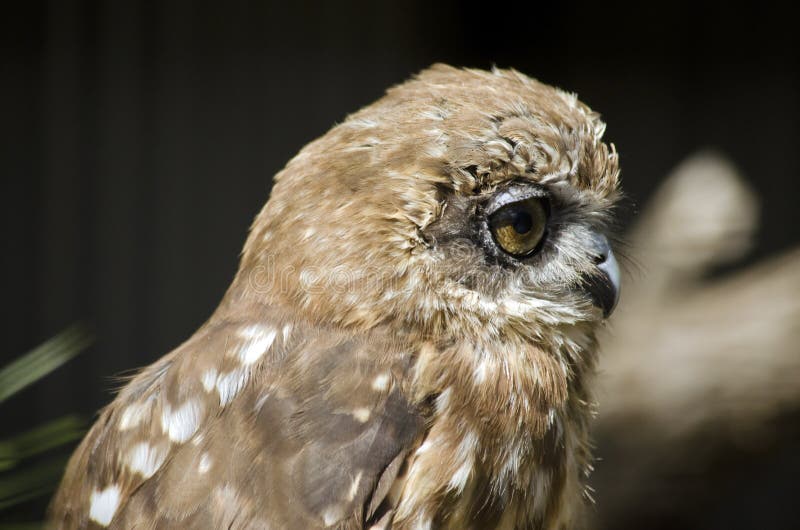 Boobook owl stock photo. Image of view, eyes, white, closeup - 99216168