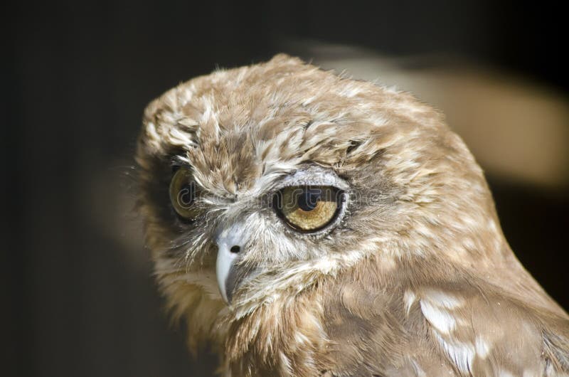 Boobook owl stock photo. Image of black, bird, eyes, boobook - 99216182