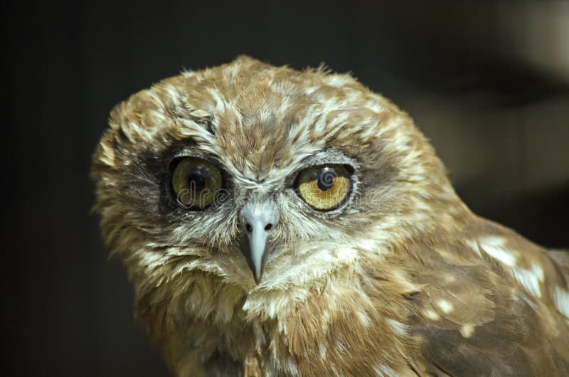 Boobook owl stock image. Image of brown, beak, side, australia - 99216443