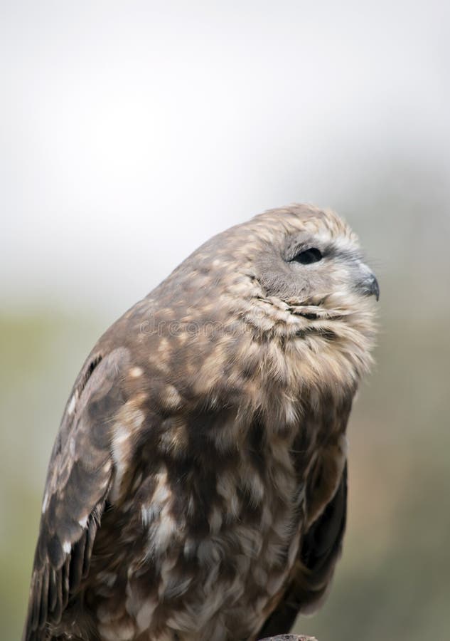 This is a Close Up of a Boobook Owl Stock Photo - Image of feathers ...