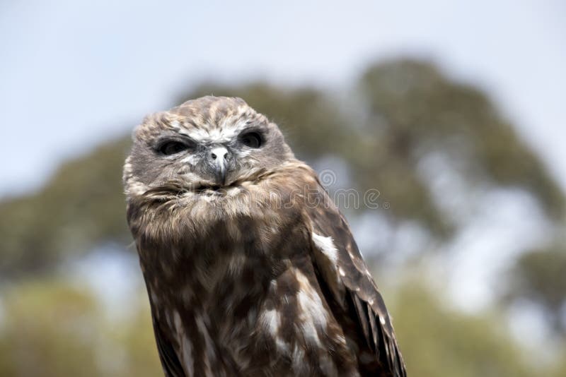 This is a Close Up of a Boobook Owl Stock Photo - Image of mouser ...