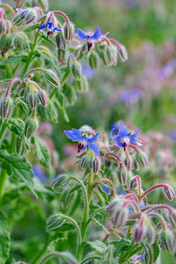 Close-up of Borage in Bloom Stock Photo - Image of herb, plant: 368295442