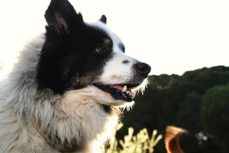 Close-up Border Colie Black and White Stock Image - Image of domestic ...