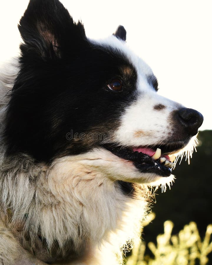 Close-up Border Colie Black and White Stock Photo - Image of training ...