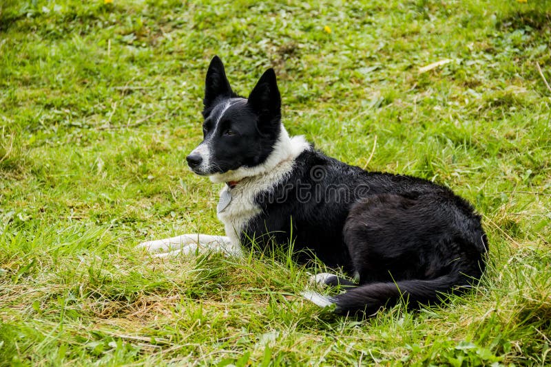 Close-up of border collie stock image. Image of purebred - 246066633