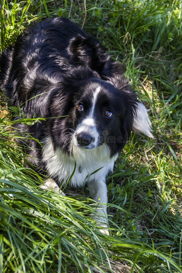 Close-up of border collie stock image. Image of black - 139635079