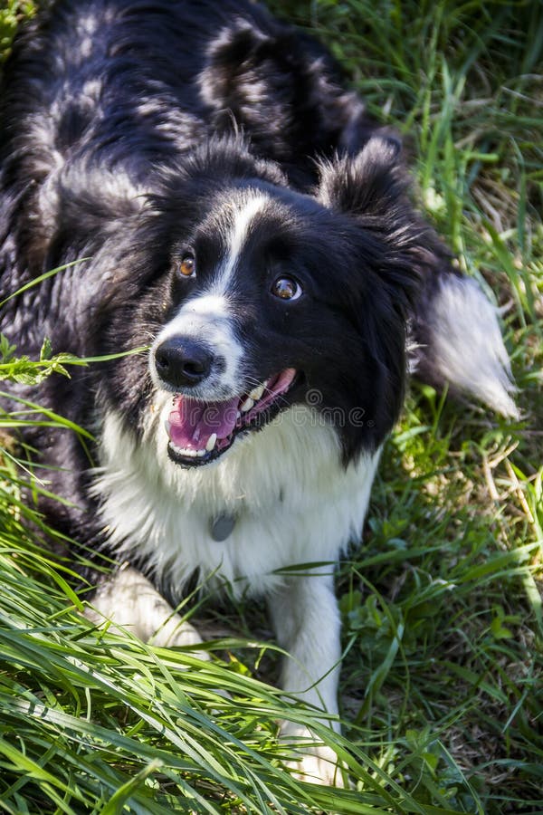 Close-up of border collie stock photo. Image of nature - 139635720