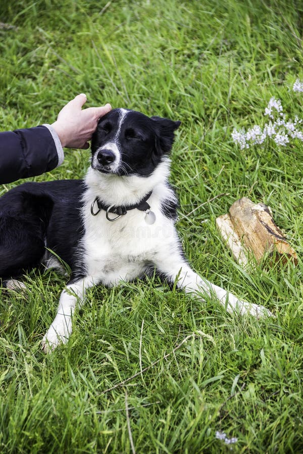 Close-up of border collie stock image. Image of canine - 254577101