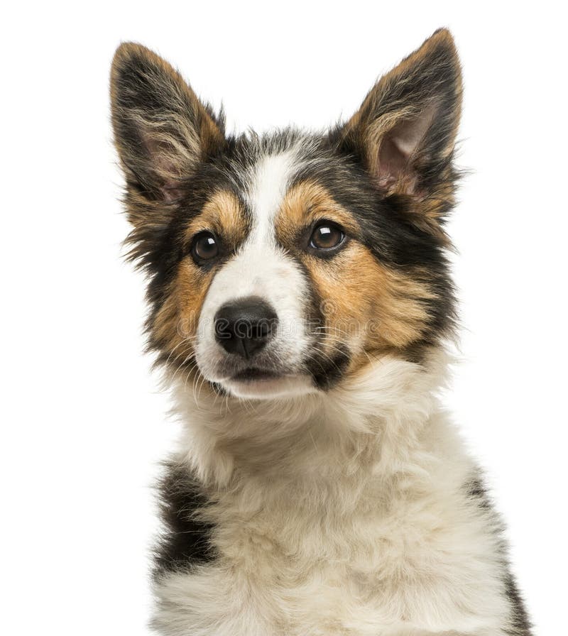 Close-up of a Border Collie Facing, Isolated Stock Photo - Image of ...