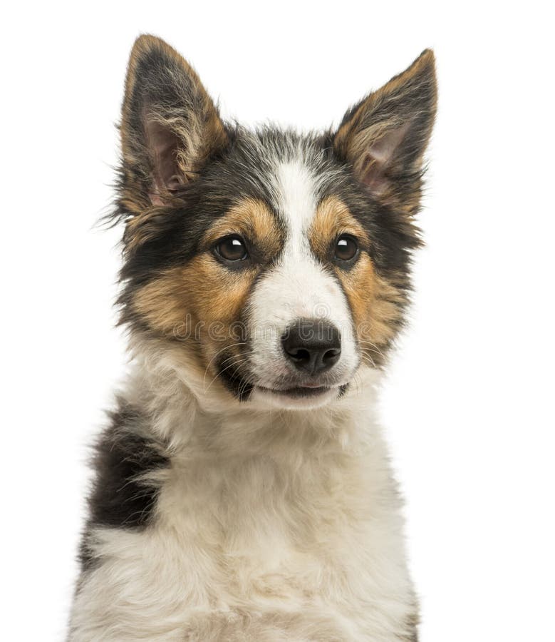 Close-up of a Border Collie, Isolated Stock Image - Image of white ...