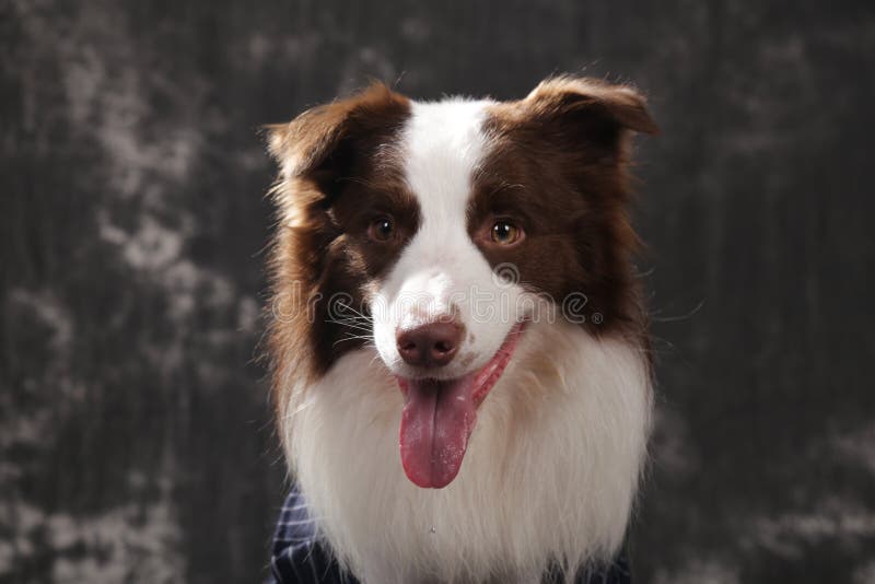 Close-up of a Border Collie Stock Image - Image of headshot, years ...