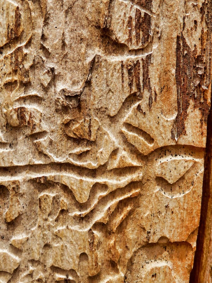 Insect Bore Holes in a Tree Trunk Stock Image - Image of brown, close ...