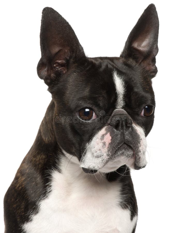 Boston Terrier, 1 Year Old, Standing Stock Photo - Image of background ...