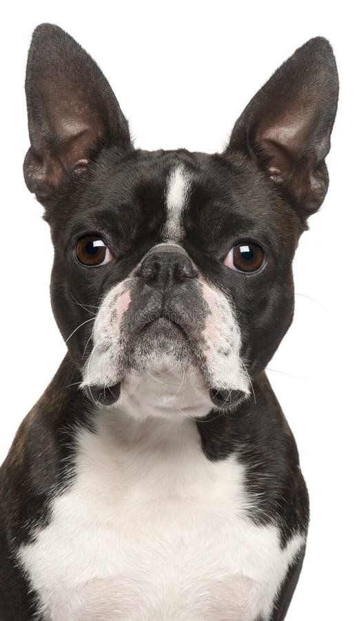 Boston Terrier, 1 Year Old, Standing Stock Photo - Image of background ...