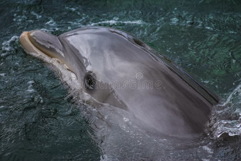 Close-Up of Bottlenose Dolphin Face Stock Photo - Image of dolphin ...