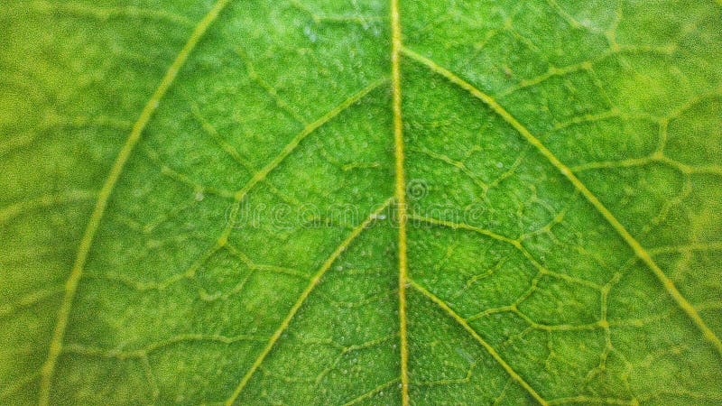 A Close Up Bottom Part of a Leaf Showing Interesting Leaf Veinss Stock ...