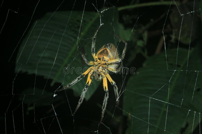 Close Up of the Bottom Side from a Spider in a Shiny Spiderweb with the ...