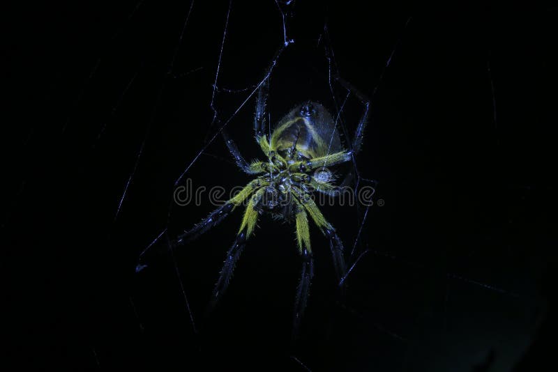 Close Up of the Bottom Side from a Spider in a Shiny Spiderweb with the ...