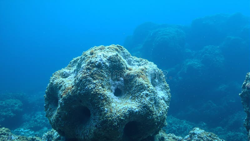 Close Up of Boulder Coral with White Polyps on a Rounded Surface in ...