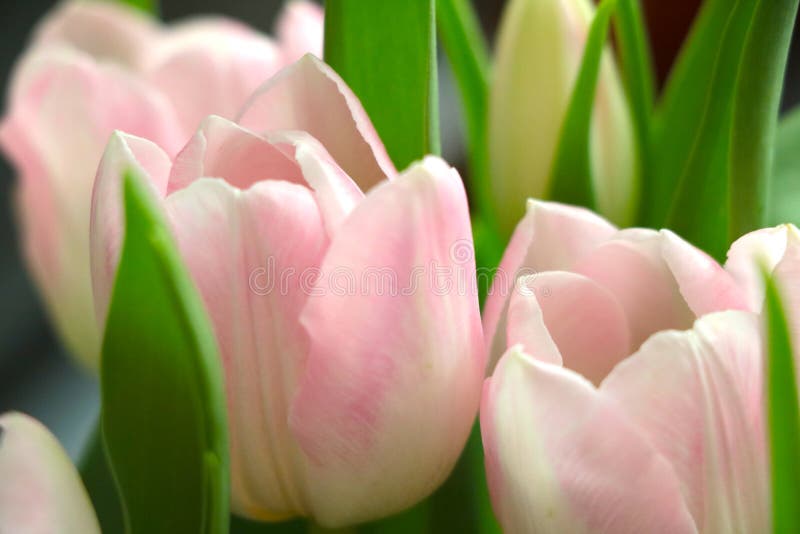 Close-up on a Bouquet of Fresh Tulips Stock Photo - Image of flora ...