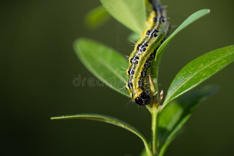 Close-up of a Box Tree Moth Climbing Down the Leaves of a Box Tree. the ...