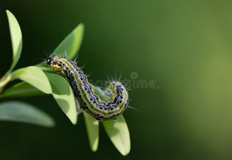 Close-up of a Box Tree Moth Hanging from the Leaves of a Box Tree. the ...