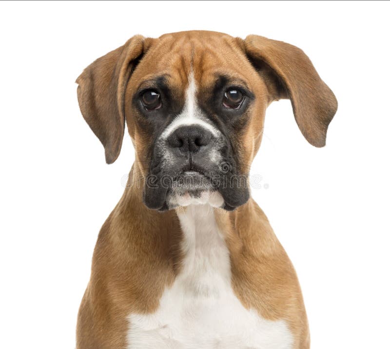 Headshot of a Boxer (10 Months Old) Stock Image - Image of headshot ...
