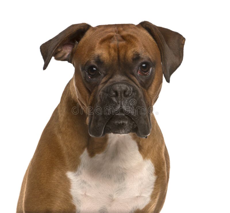 Close Up of a Boxer Isolated on White Stock Image - Image of head ...