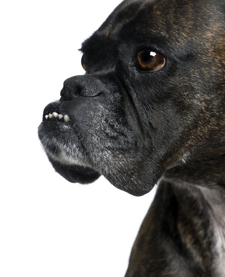 Close-up on a Boxer S Head (9 Years) Stock Photo - Image of indoor ...
